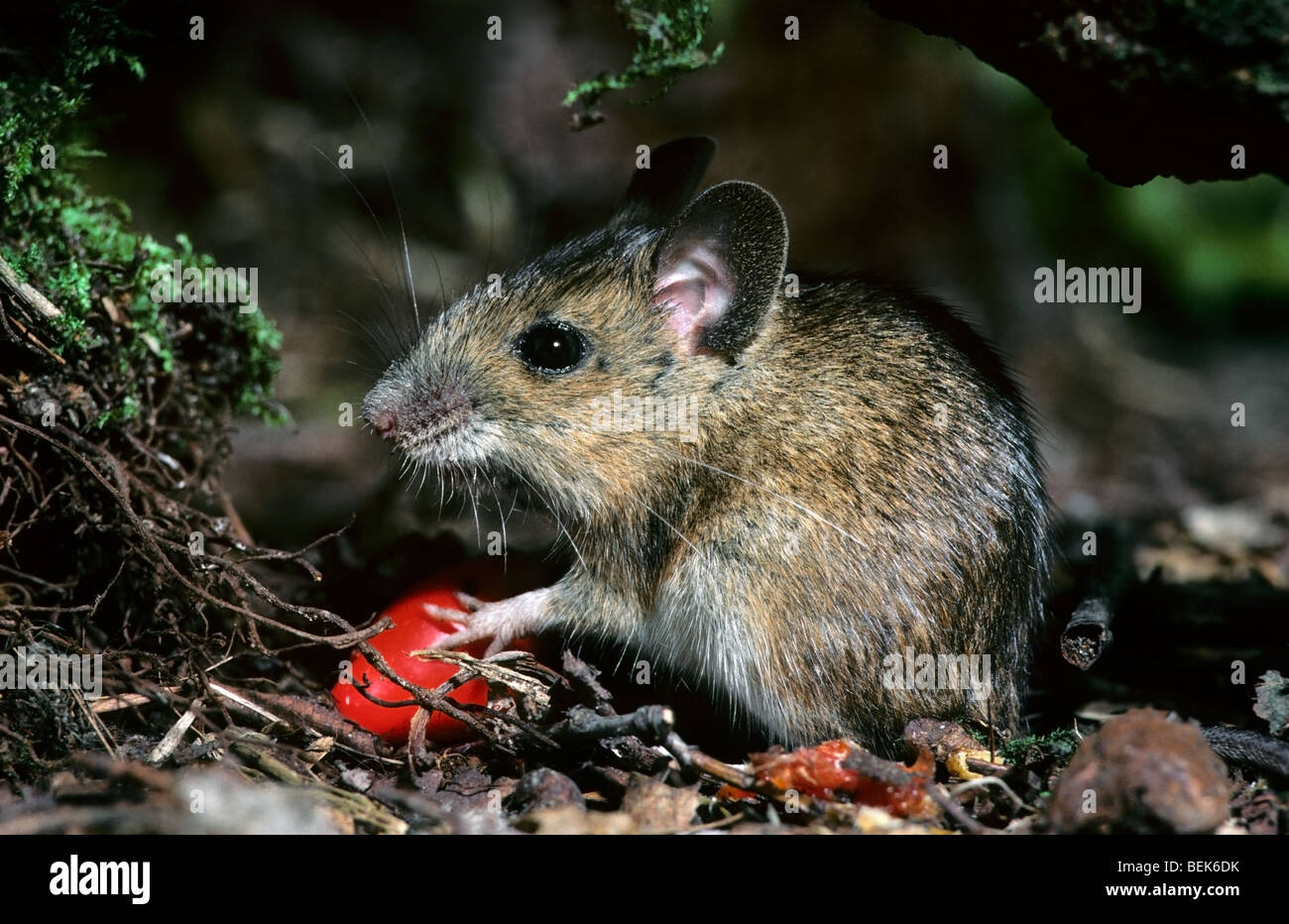 British wood mouse hi-res stock photography and images - Alamy
