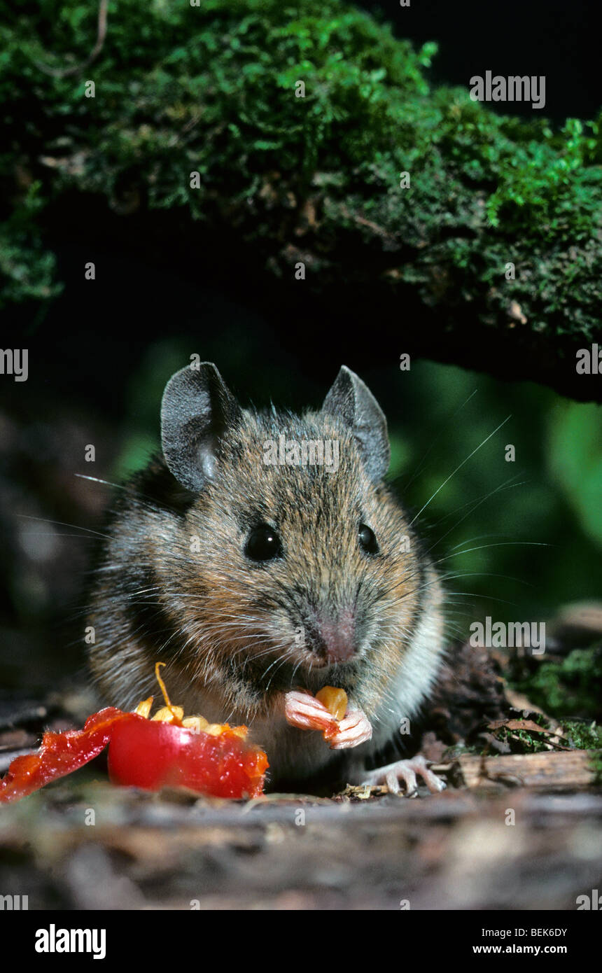 British wood mouse hi-res stock photography and images - Alamy