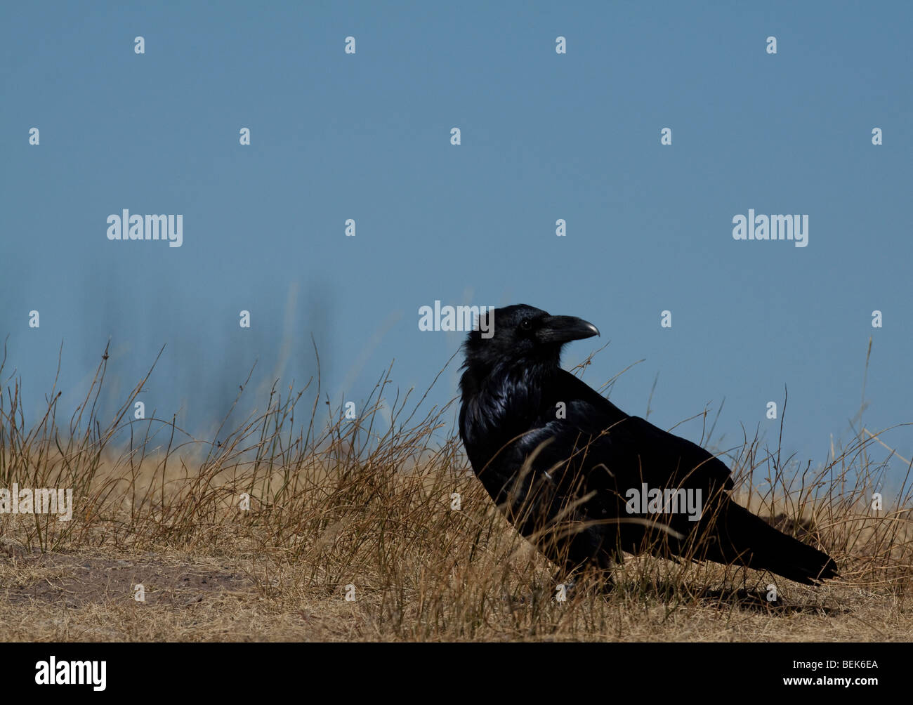Raven in Grass Stock Photo - Alamy