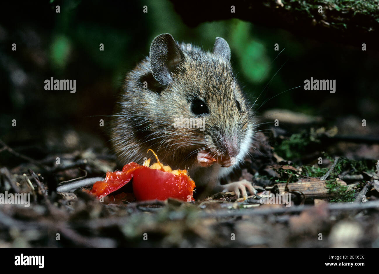British wood mouse hi-res stock photography and images - Alamy