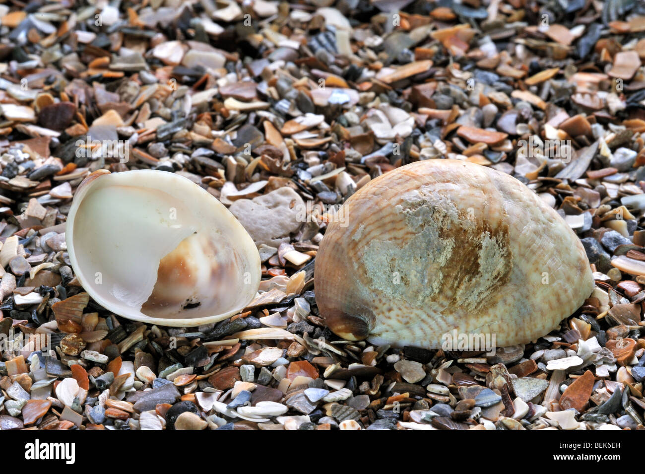 American slipper limpet (Crepidula fornicata) on the beach, Belgium ...