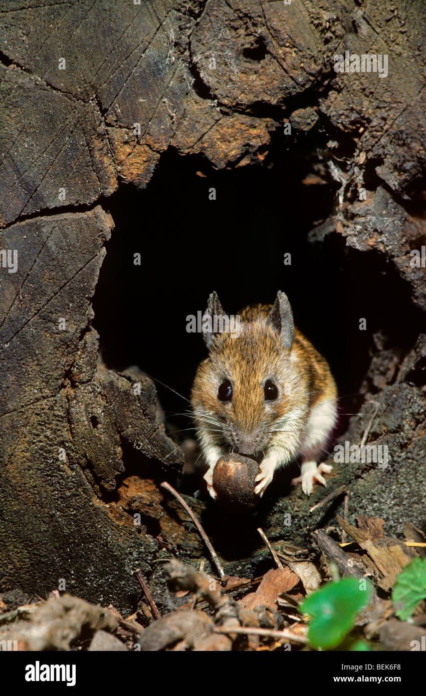 Wood mouse (Apodemus sylvaticus) eating hazelnut in hollow tree at ...