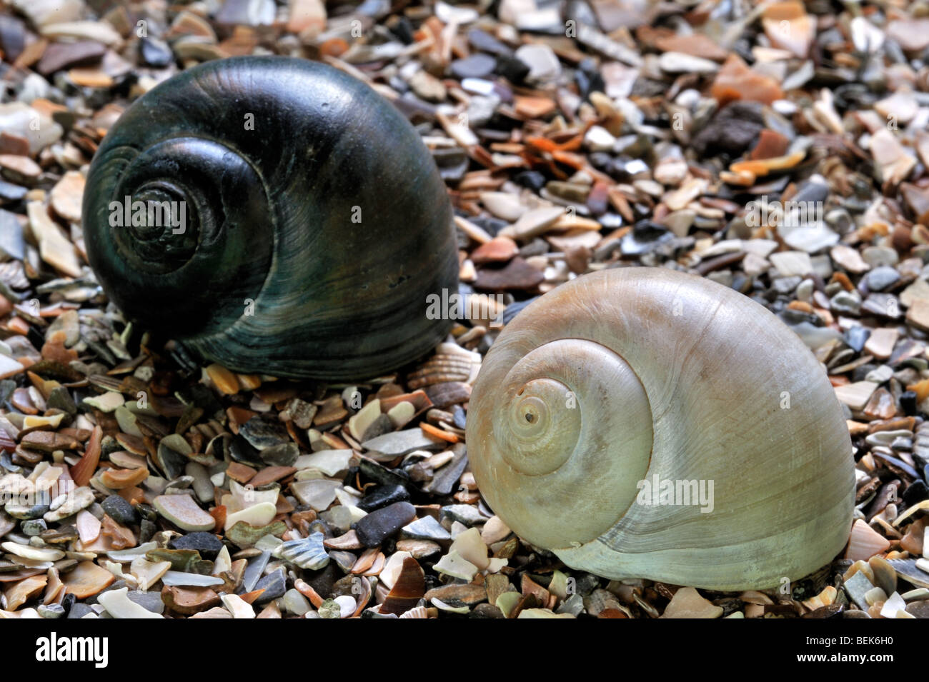 Polinices hi-res stock photography and images - Alamy