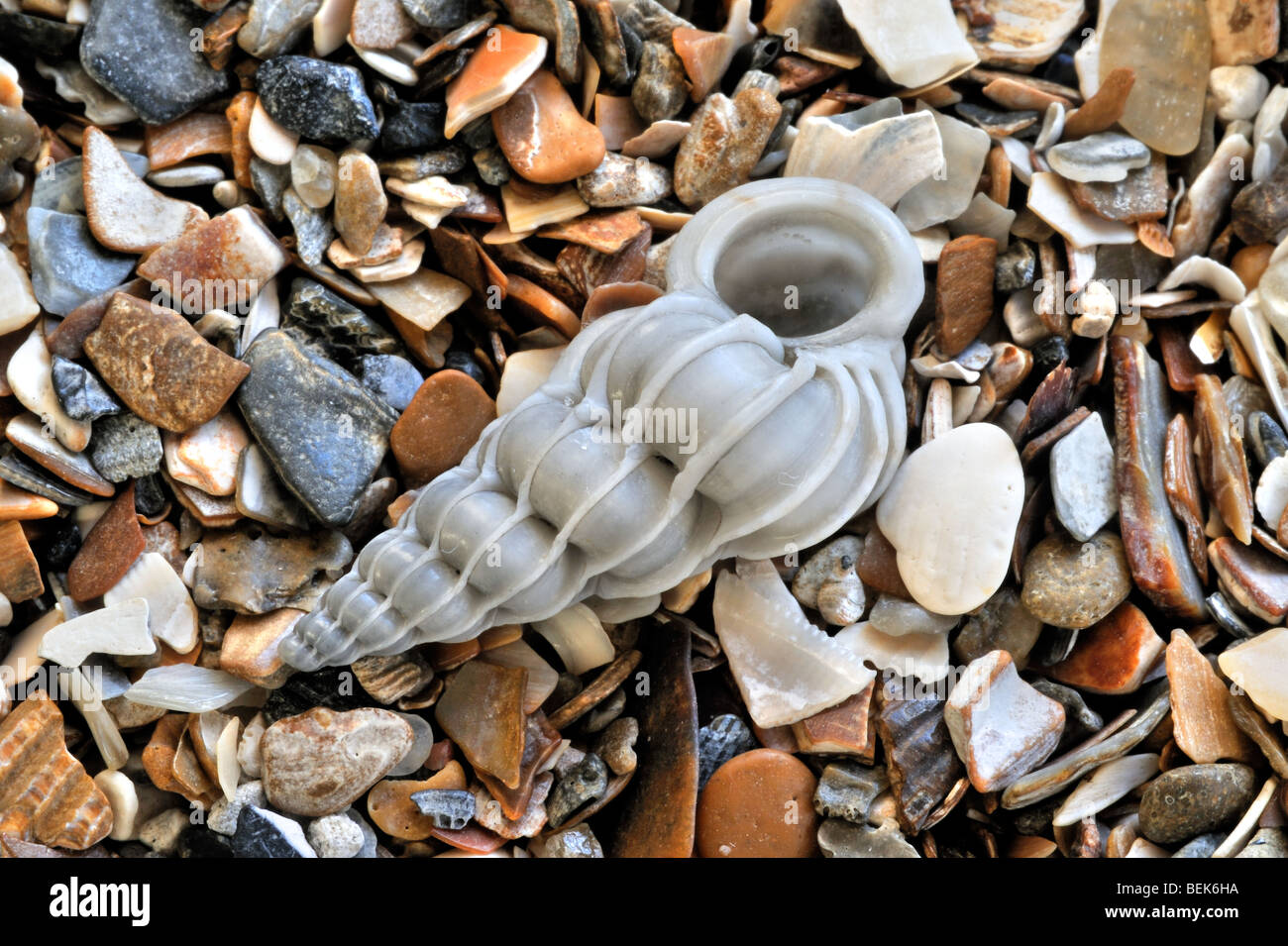 Common wentletrap (Epitonium clathrus) on beach, Belgium Stock Photo ...
