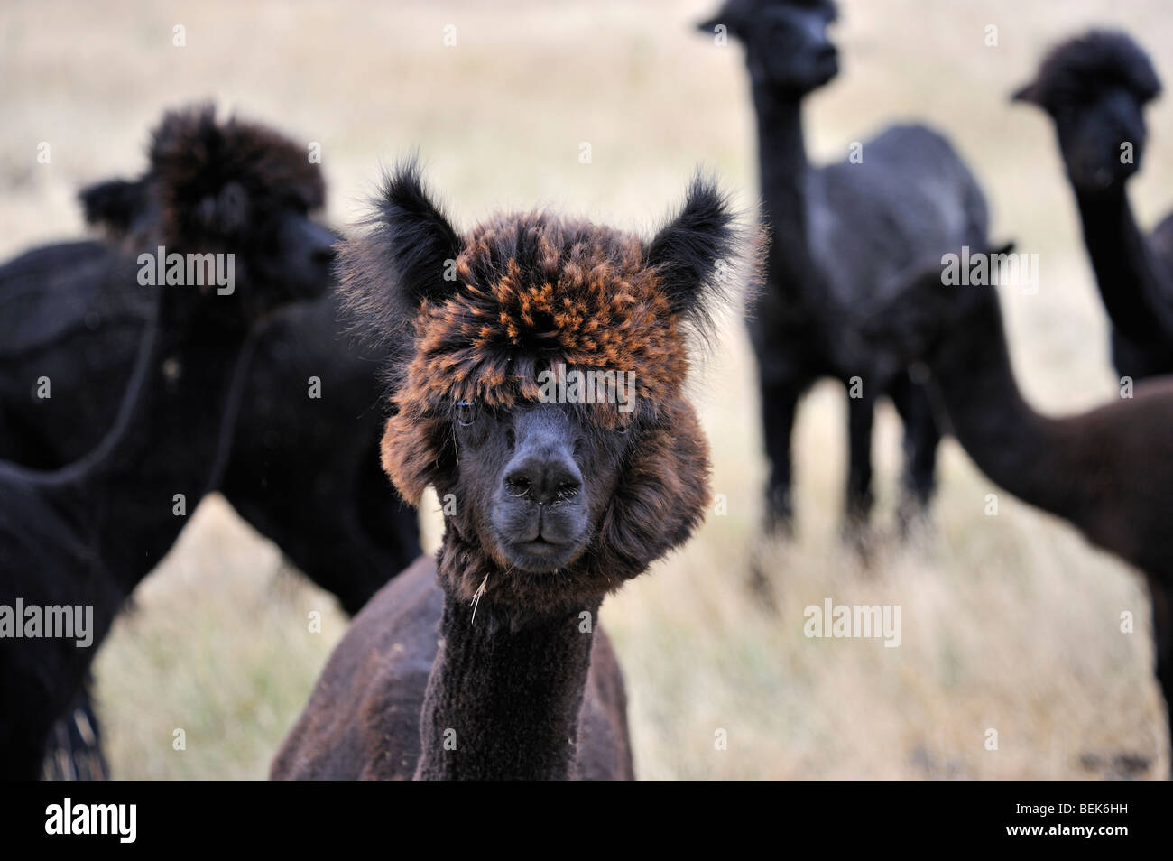 ALPACAS, TASMANIA, AUSTRALIA Stock Photo - Alamy