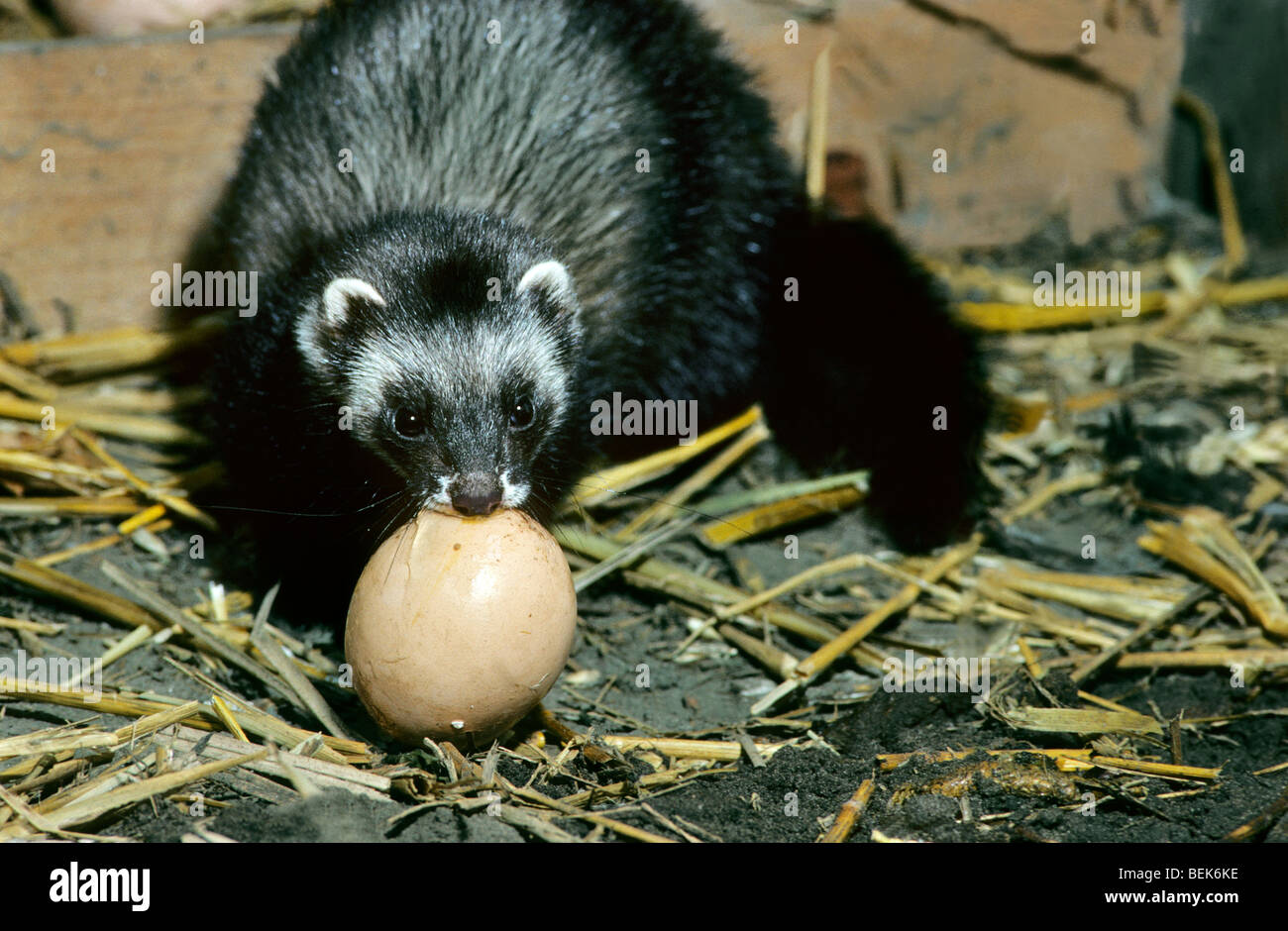 European polecat (Mustela putorius) in barn eating egg in chicken run ...