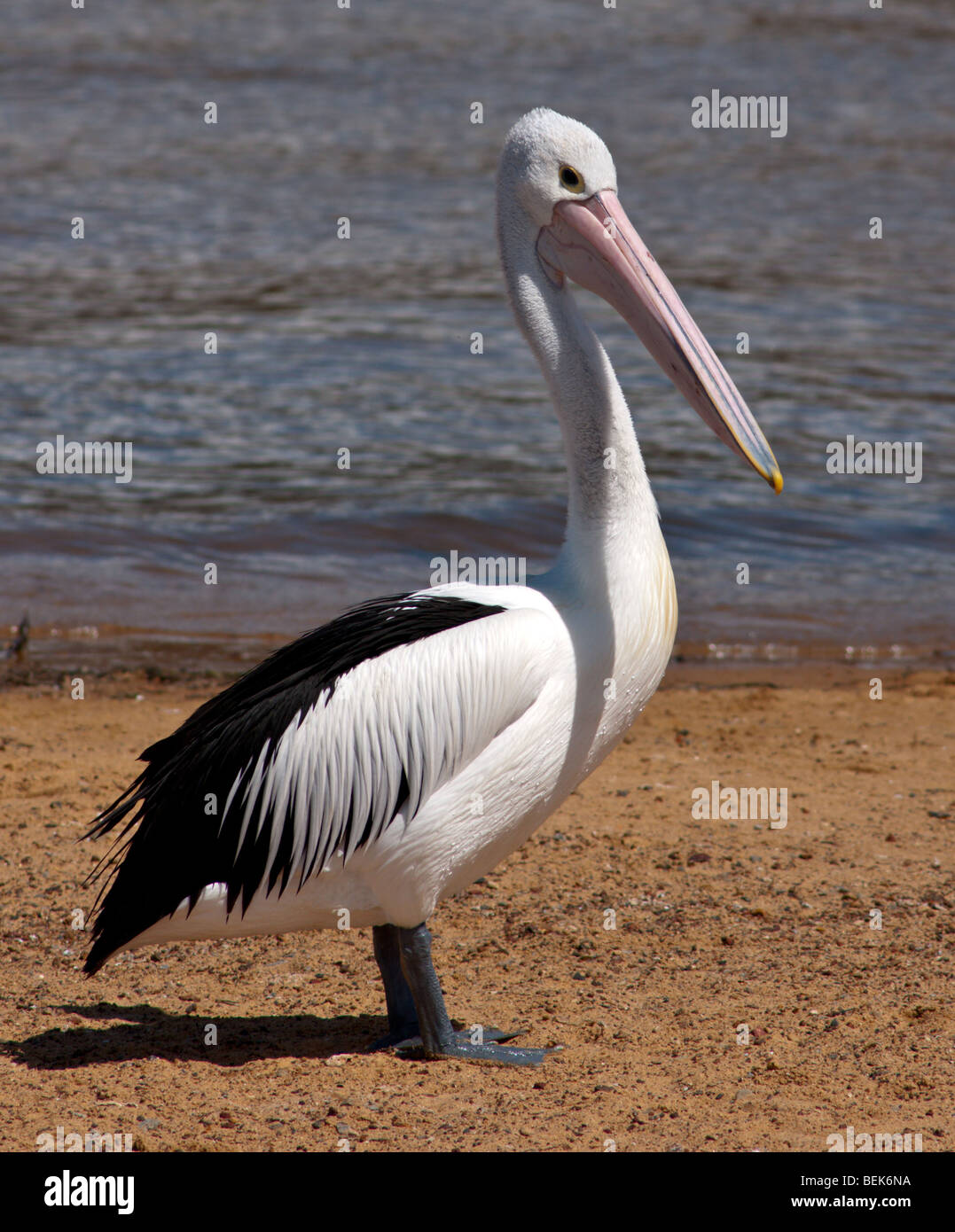 A pelican is a large water bird with a distinctive pouch under the beak ...