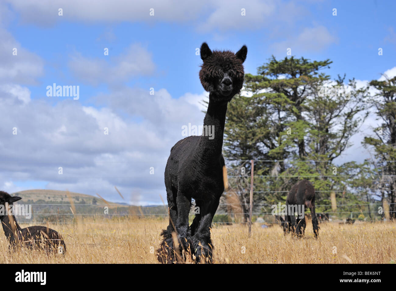 ALPACAS, TASMANIA, AUSTRALIA Stock Photo - Alamy