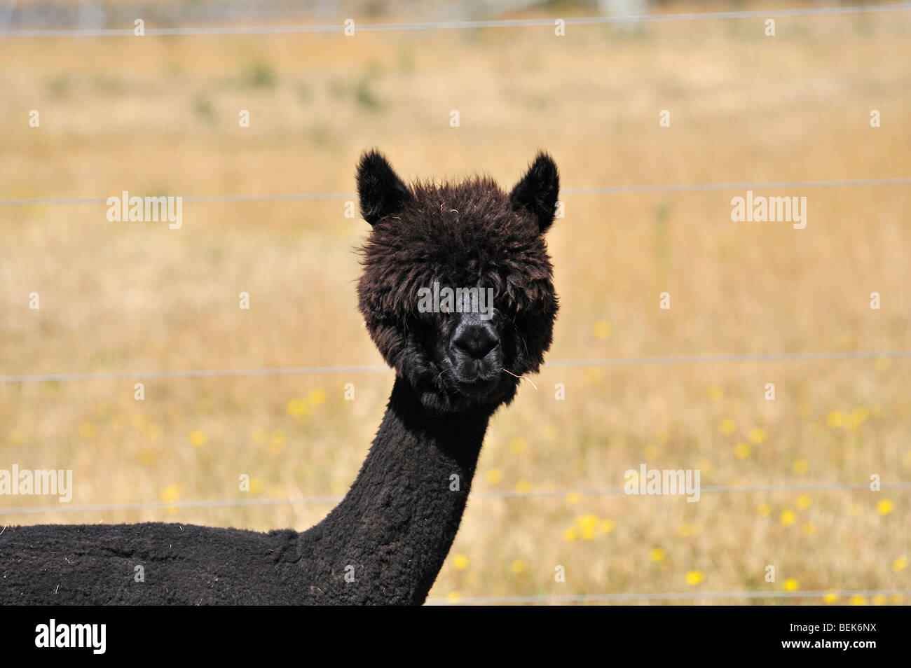 ALPACA, TASMANIA, AUSTRALIA Stock Photo - Alamy