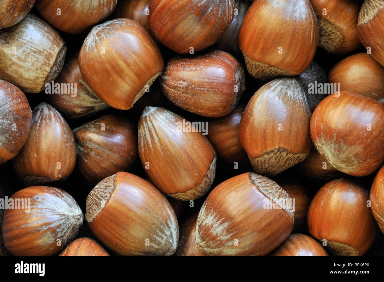 Hazelnuts of common hazel (Corylus avellana) harvested in autumn Stock ...