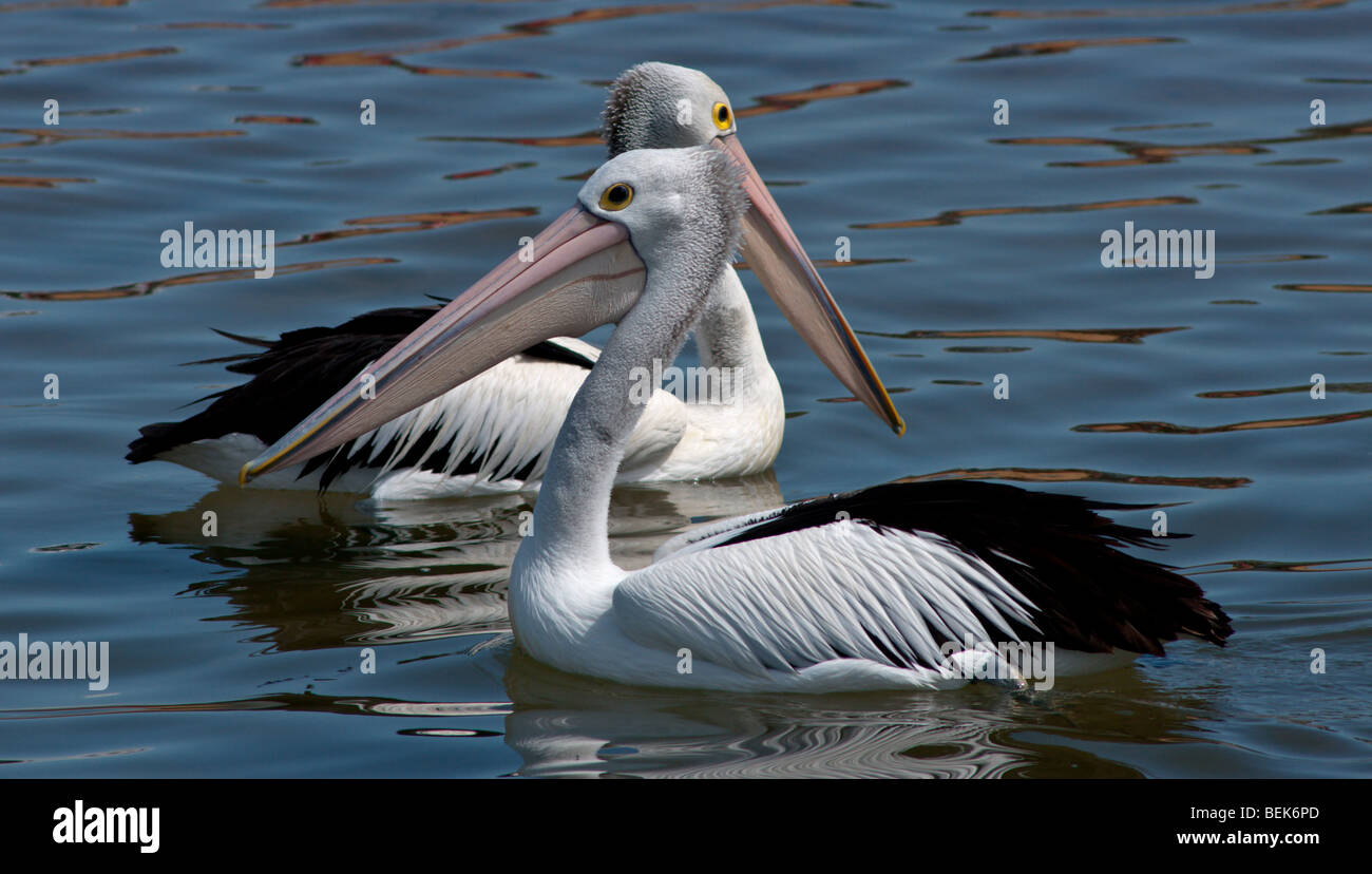 Wild australian water bird hi-res stock photography and images - Alamy