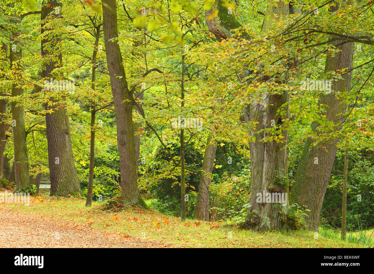 Very old lime trees in autumn.Tilia cordata Stock Photo - Alamy