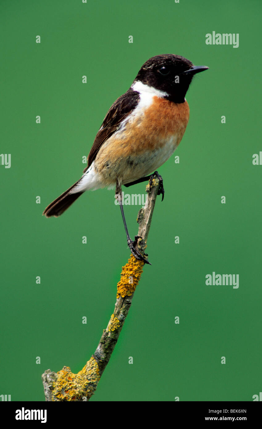Male african stonechat hi-res stock photography and images - Alamy