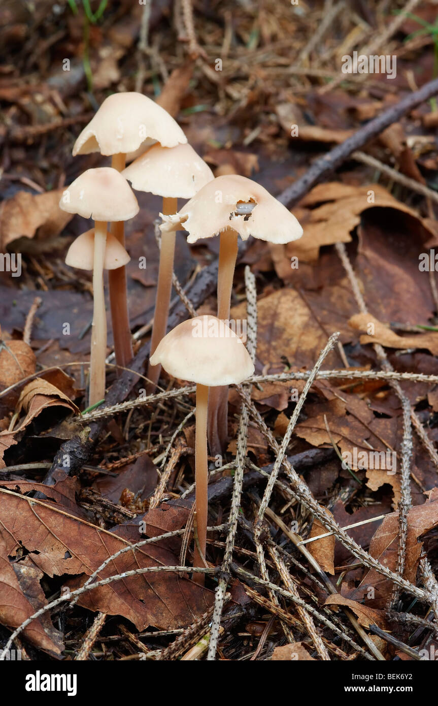 garlic marasmius - inedible mushroom Stock Photo - Alamy