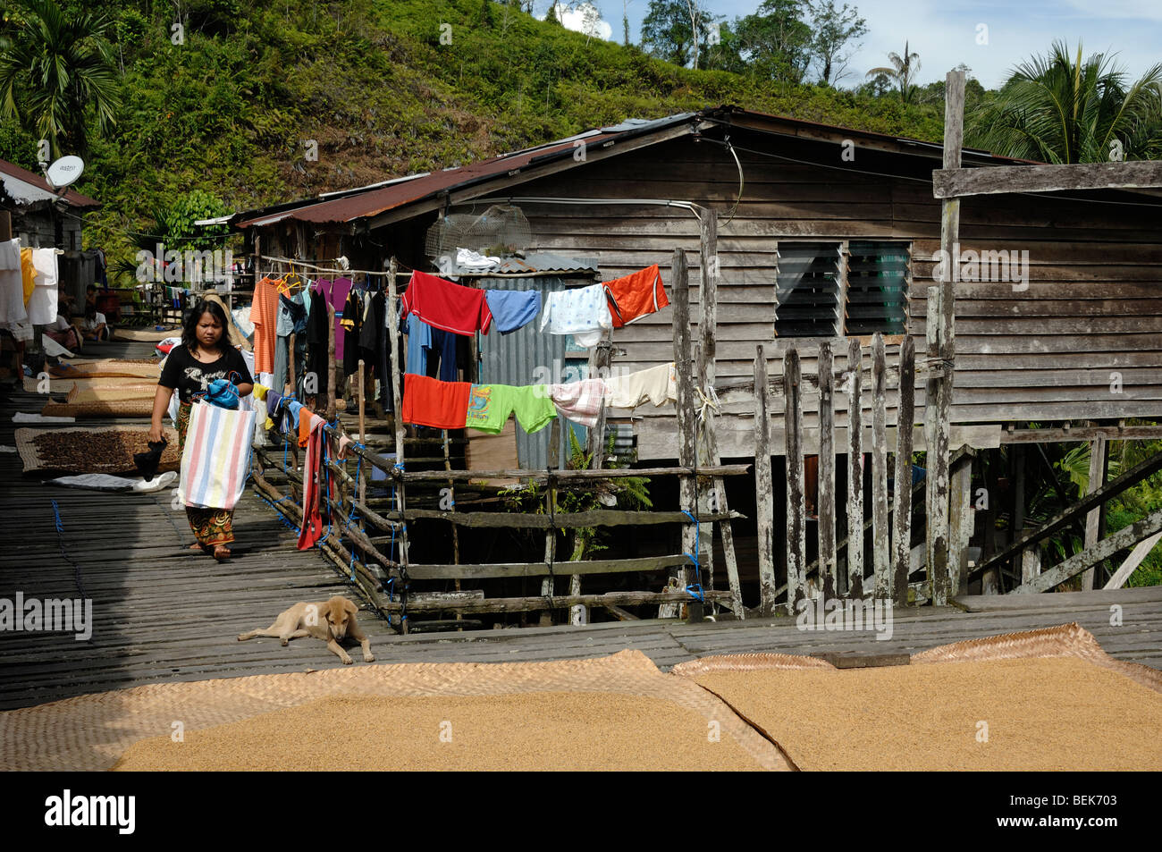 Grain Drying and Laundry or Washing Hanging to Dry at Iban or Dayak ...
