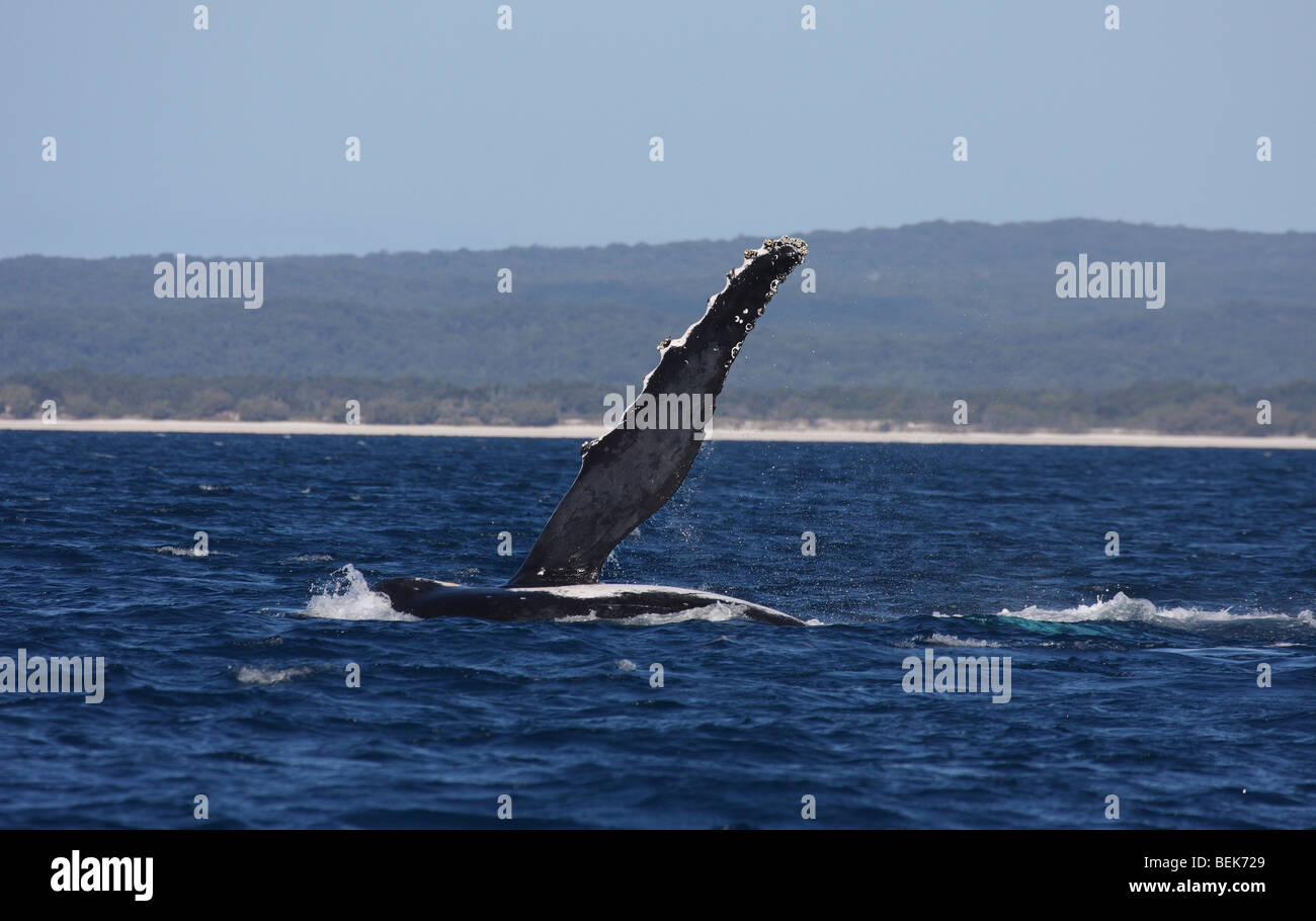 Front Flippers Of Whales