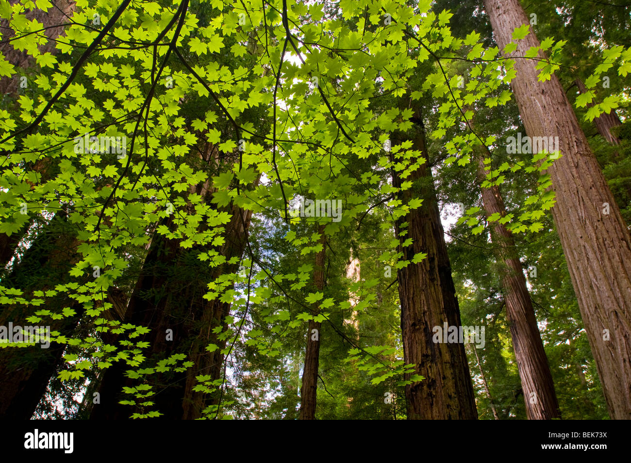 Sunlit Vine Maple leaves and Redwood trees in forest at Stout Grove ...