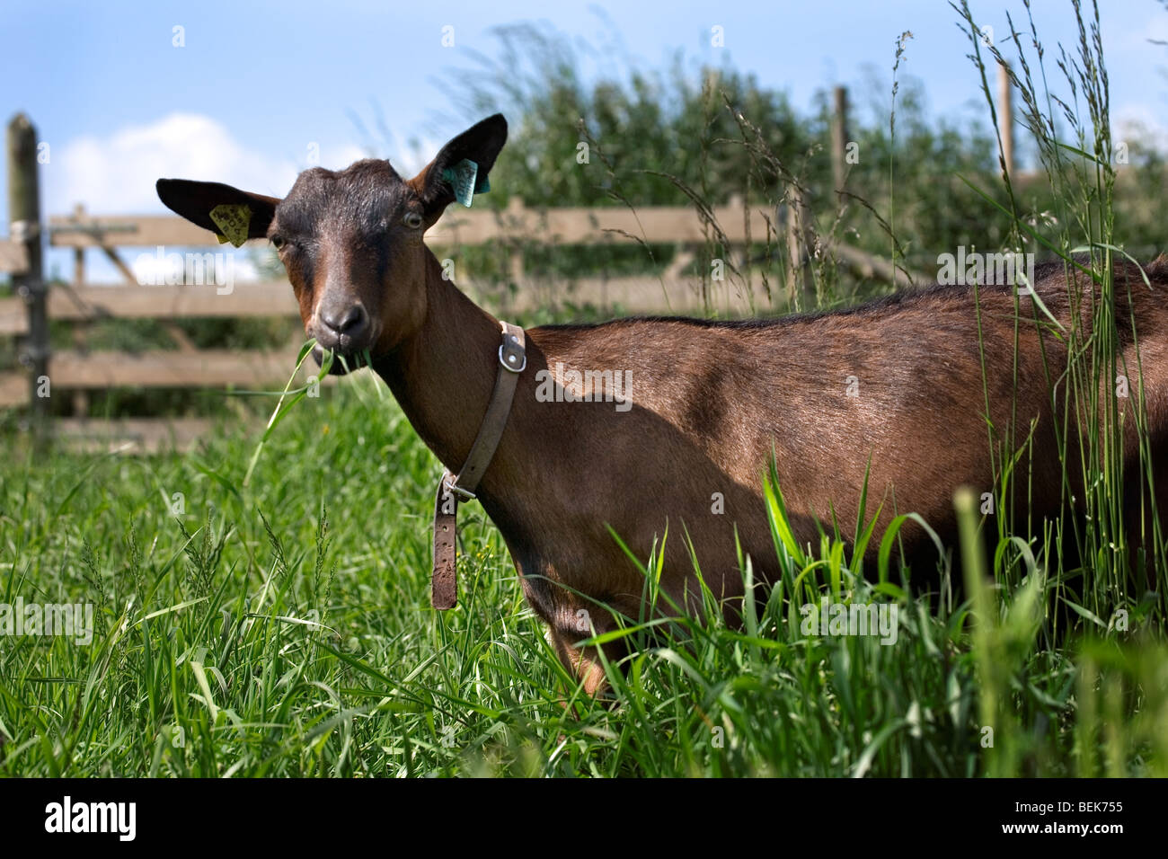 Domestic goats capra hircus belgium hi-res stock photography and images ...