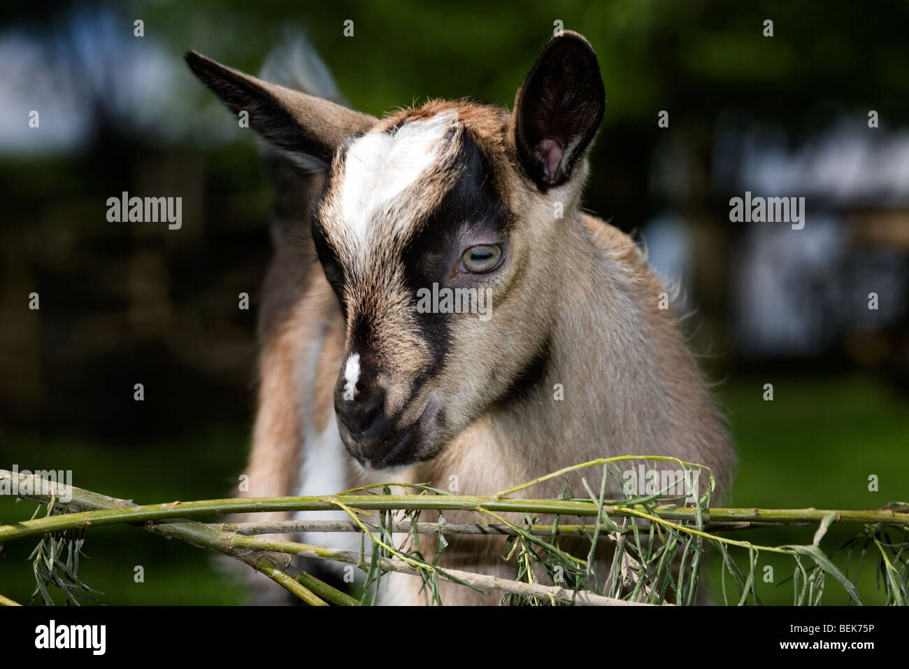 Portrait of goat kid (Capra hircus) in field, Belgium Stock Photo - Alamy