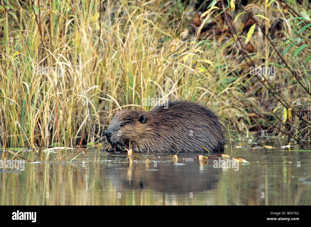American beaver (Castor canadensis), Alberta, Canada Stock Photo - Alamy