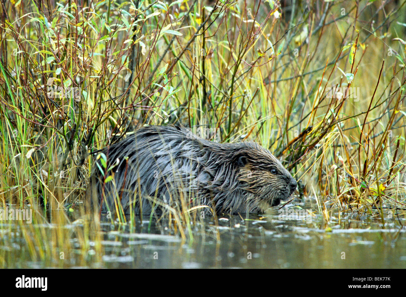 Castor alberta canada hi-res stock photography and images - Alamy
