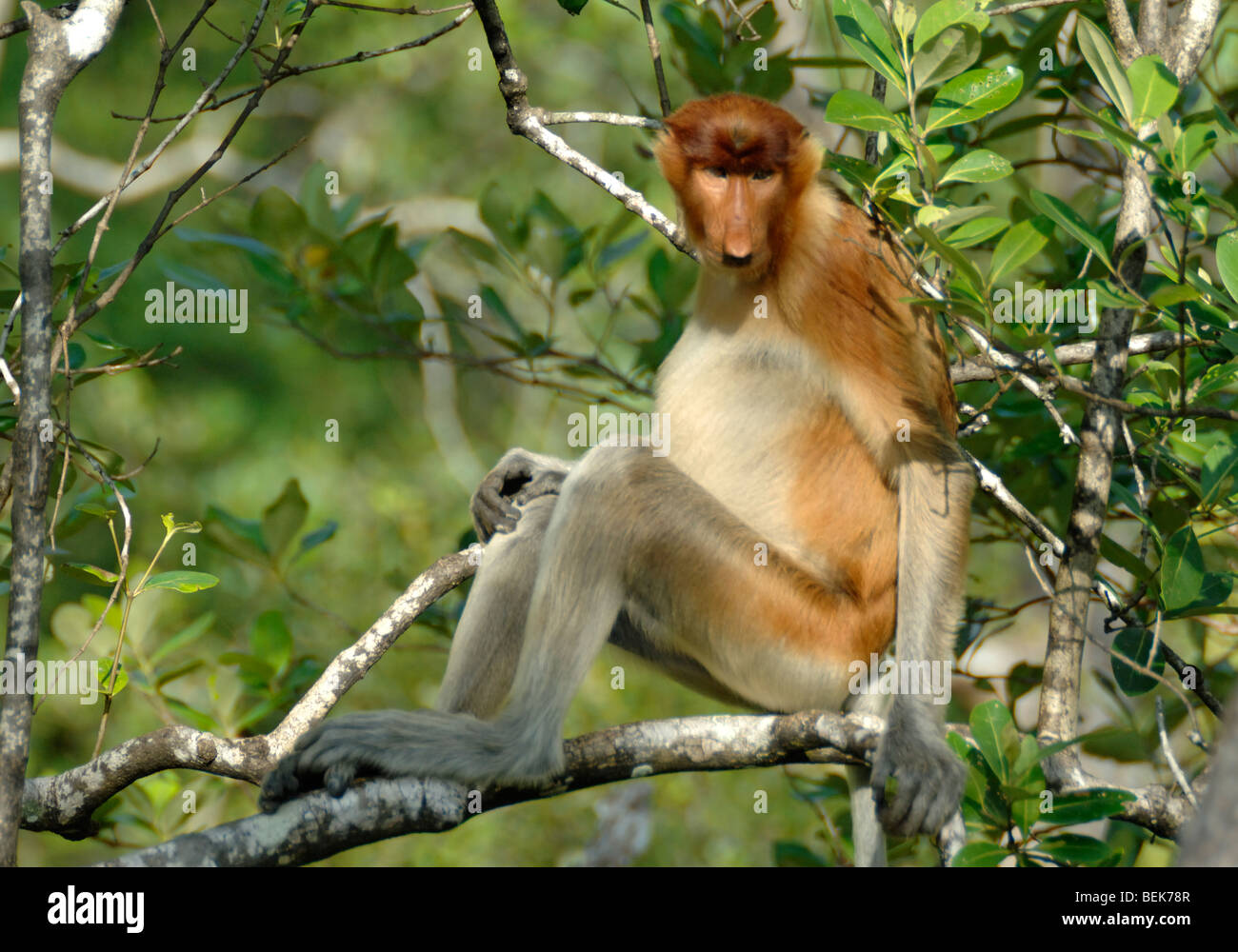 Female Proboscis Monkey or Long-Nosed Monkey (Nasalis larvatus) Sitting ...