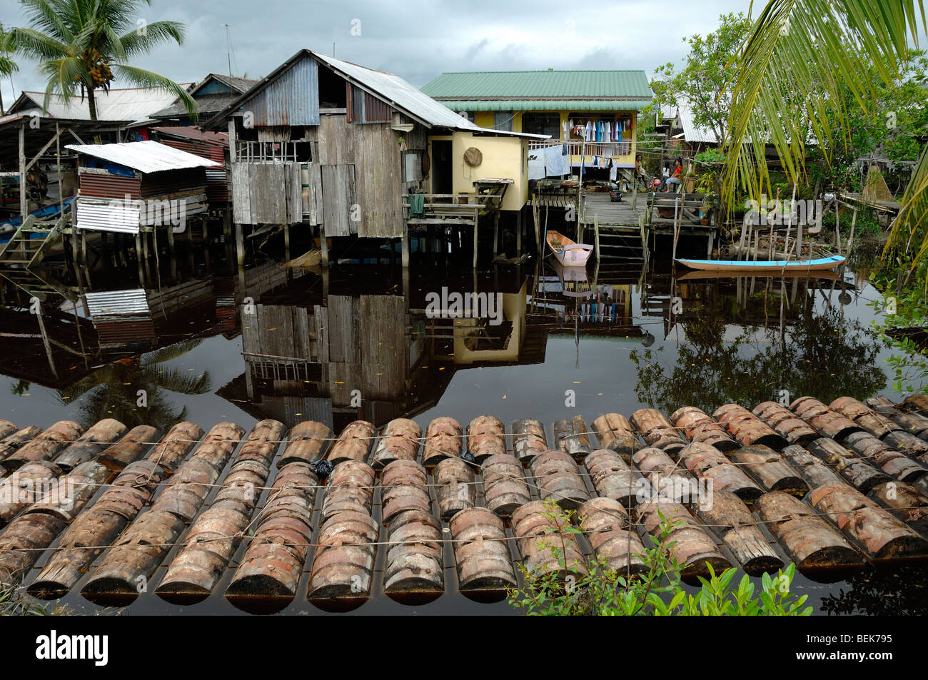 Cut Sago Logs in River & Swampland on the Melanau Tellian Kampung or ...