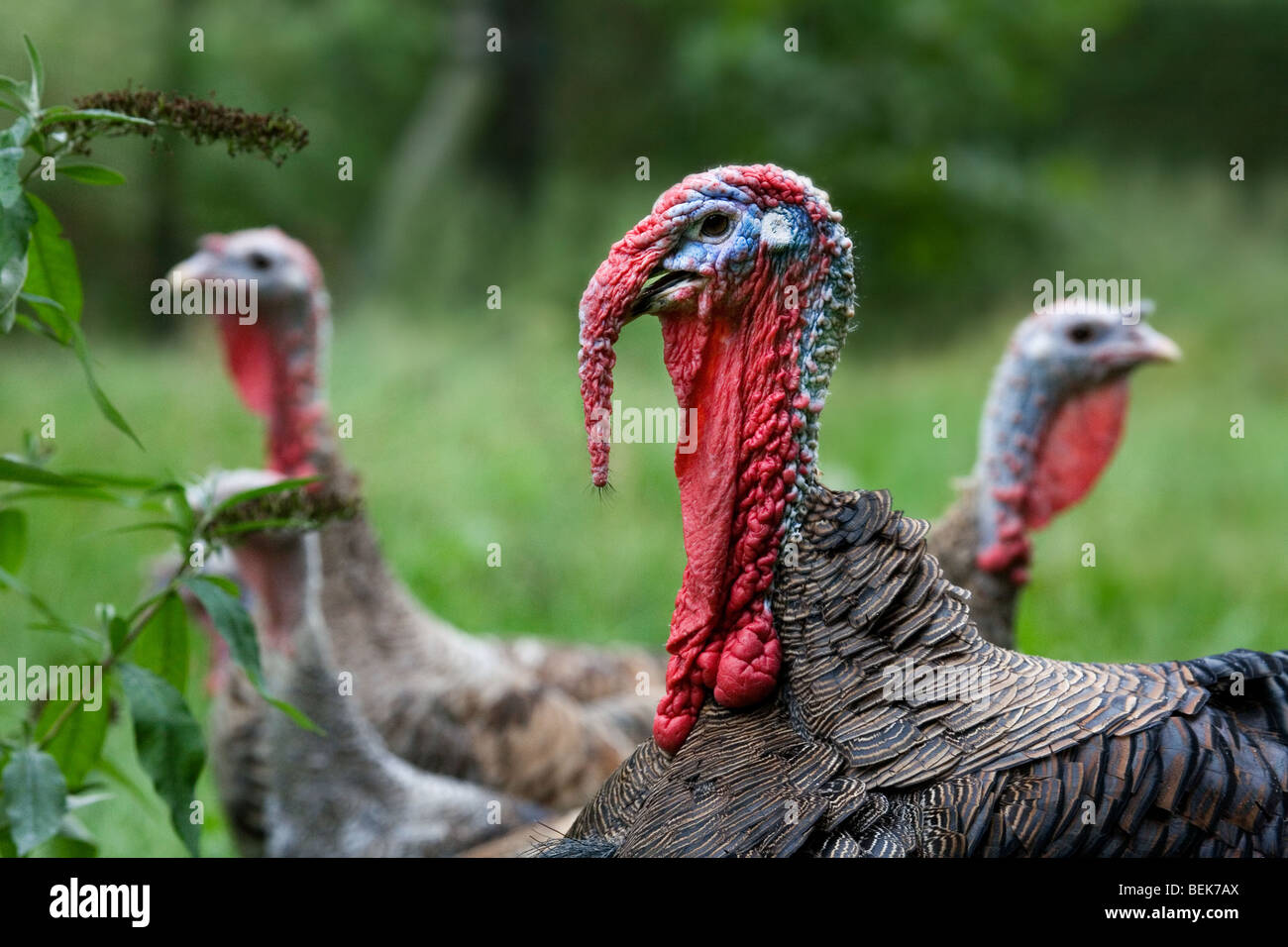 Male domestic turkey (Meleagris gallopavo) with hens at poultry farm ...