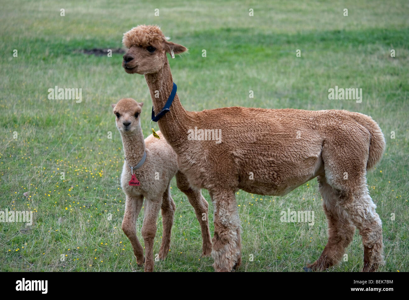 ALPACA CALF AND MOTHER, CHRISTCHURCH, NEW ZEALAND Stock Photo - Alamy