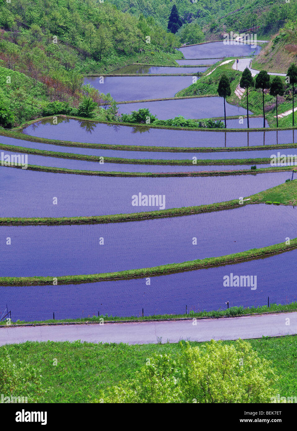 Rice Paddy field, Kumamoto Prefecture, Japan Stock Photo - Alamy