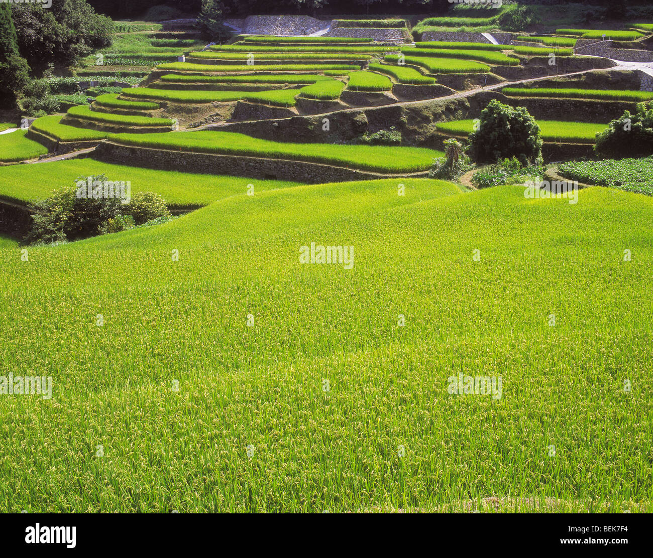 Rice Paddy field, Fukuoka Prefecture, Japan Stock Photo - Alamy