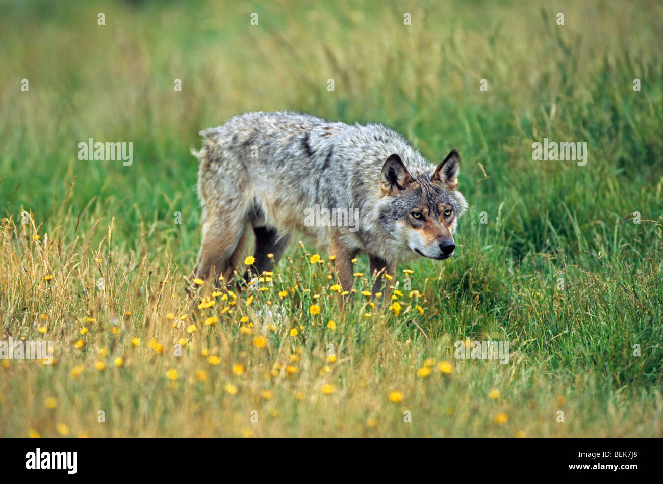 European wolf (Canis lupus) with tail down in meadow, Sweden Stock ...