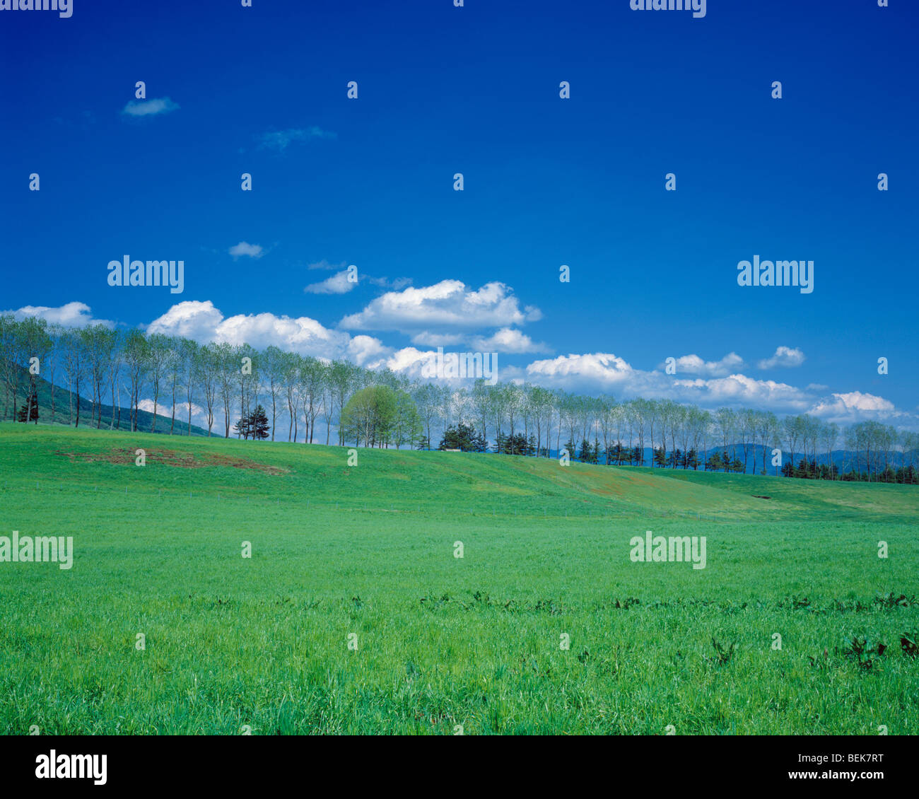 A field and row of trees in Maniwa, Okayama Prefecture, Japan Stock ...