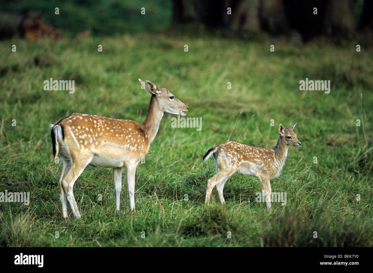 Fallow deer family hi-res stock photography and images - Alamy