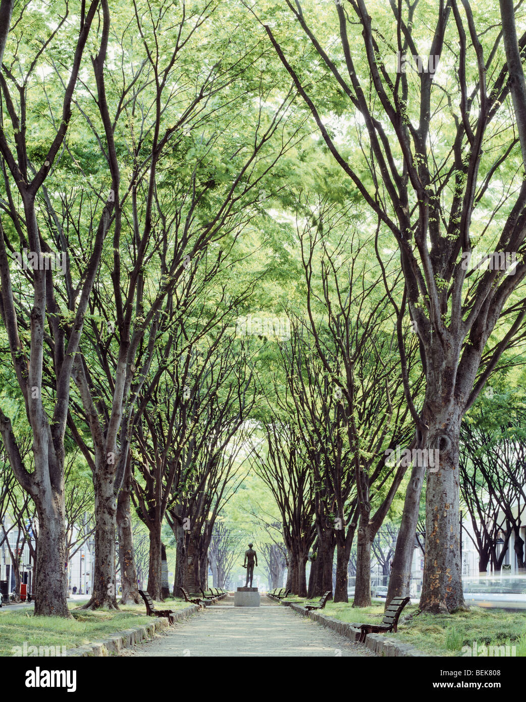 Tree Lined footpath Stock Photo - Alamy