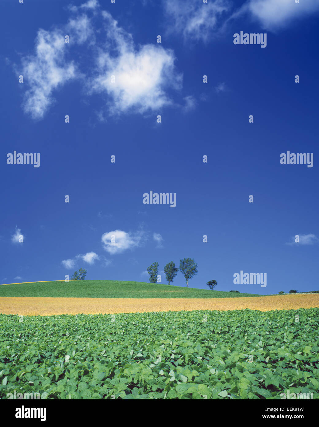 Bean field and wheat field in Biei-Machi, Hokkaido, Japan Stock Photo ...