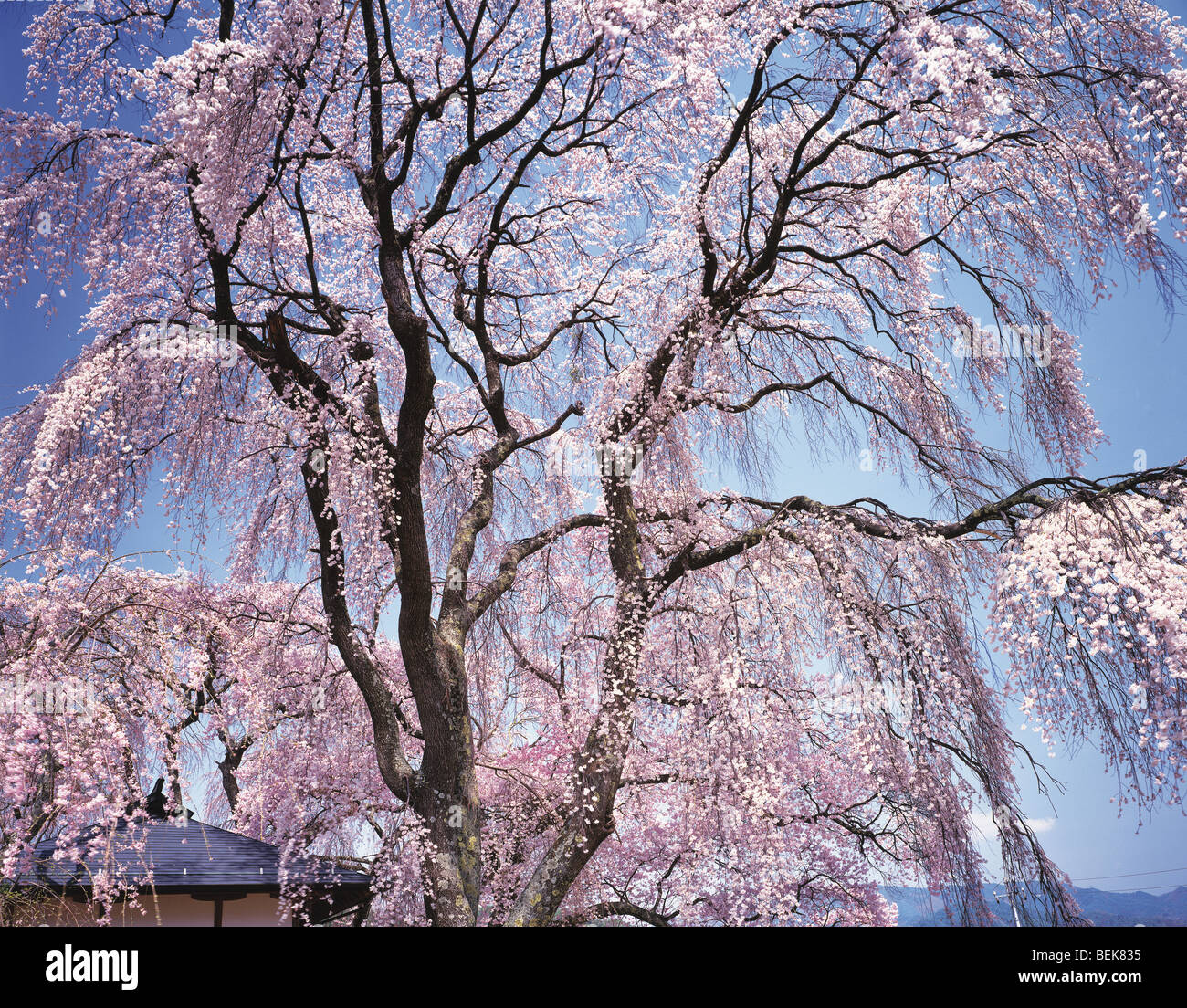 Weeping cherry tree Stock Photo - Alamy
