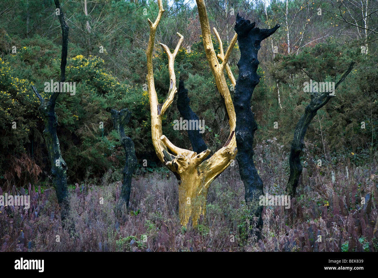 Brocéliande forest with Golden Tree at Paimpont, Brittany, France Stock ...