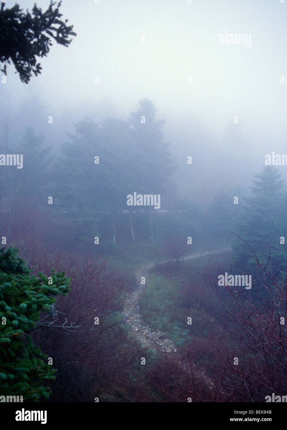 Forest of fir trees in the mist, Parnitha Mountain, Attika, Greece ...