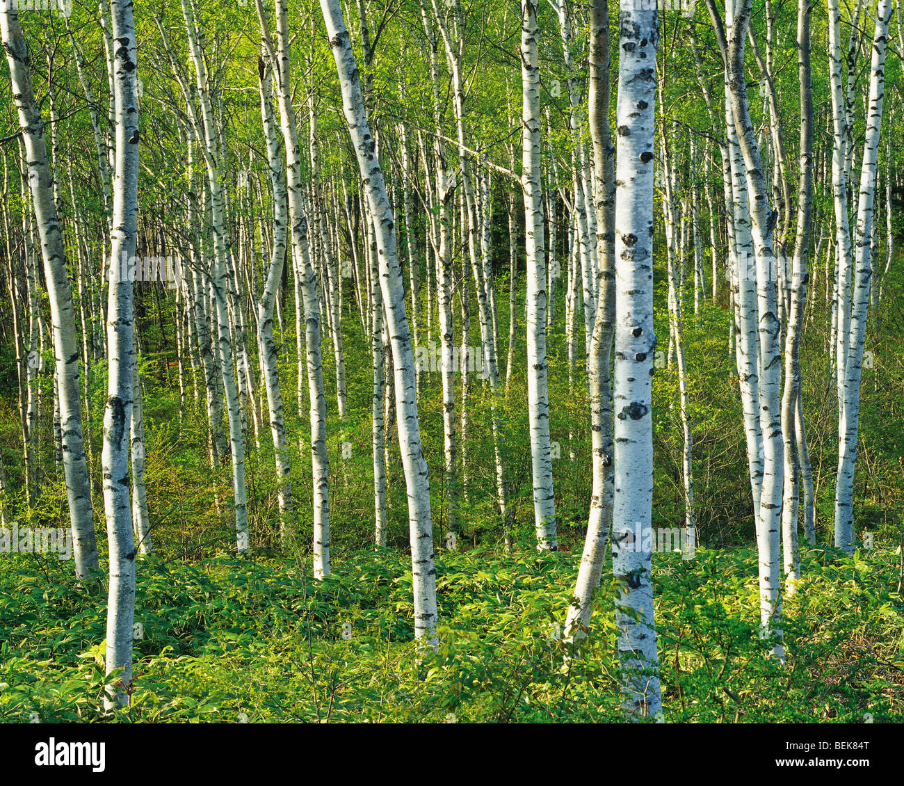 Lush green birch trees hi-res stock photography and images - Alamy