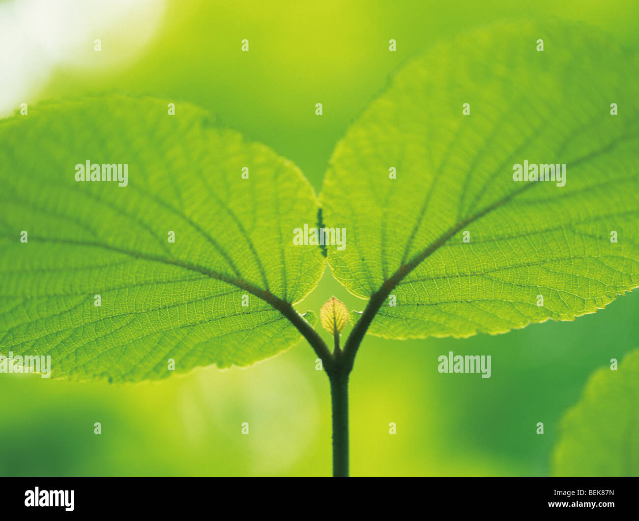 New leaves sprout hi-res stock photography and images - Alamy