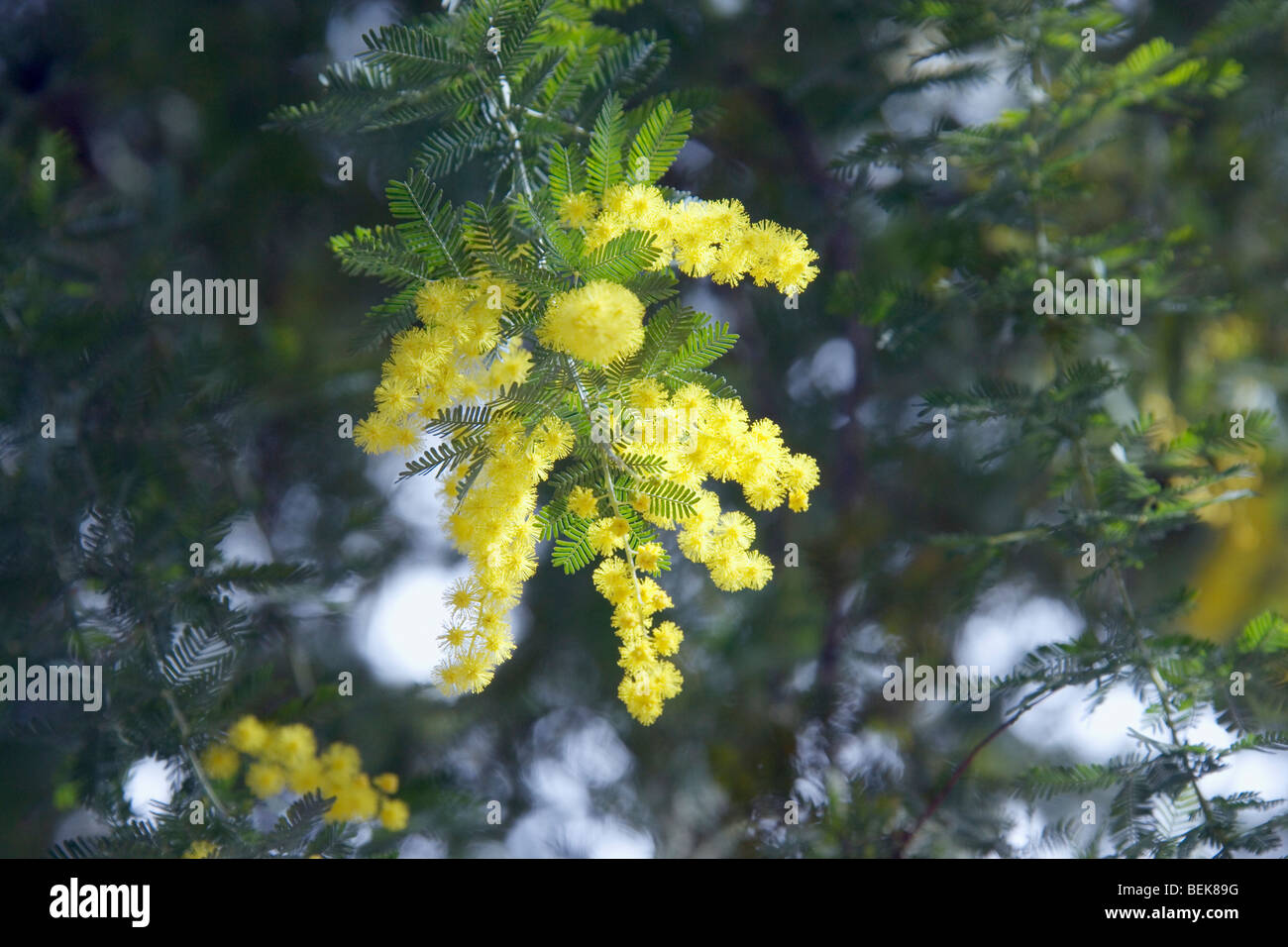 Flowering mimosa tree Stock Photo - Alamy