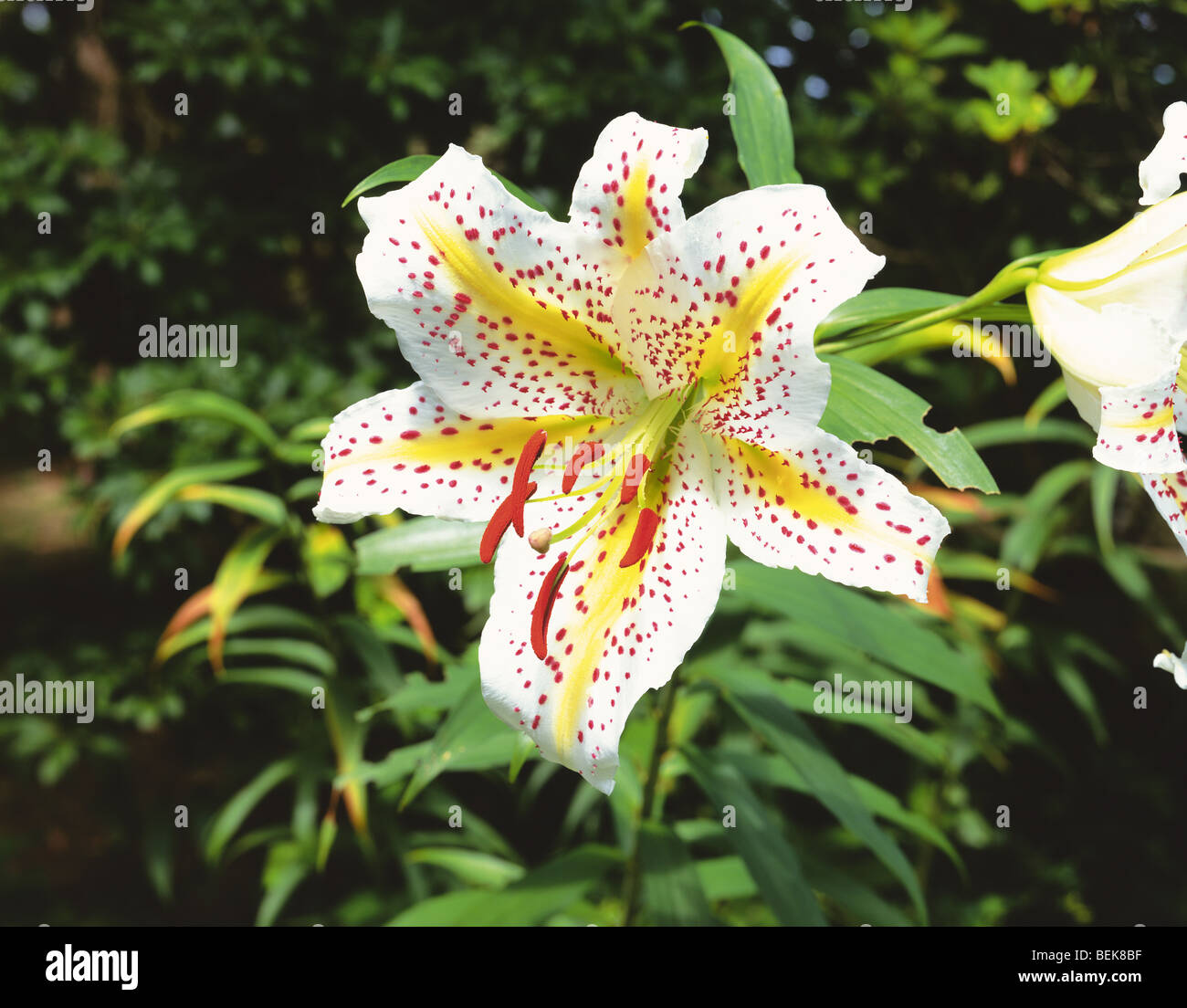 Golden rayed flower hi-res stock photography and images - Alamy