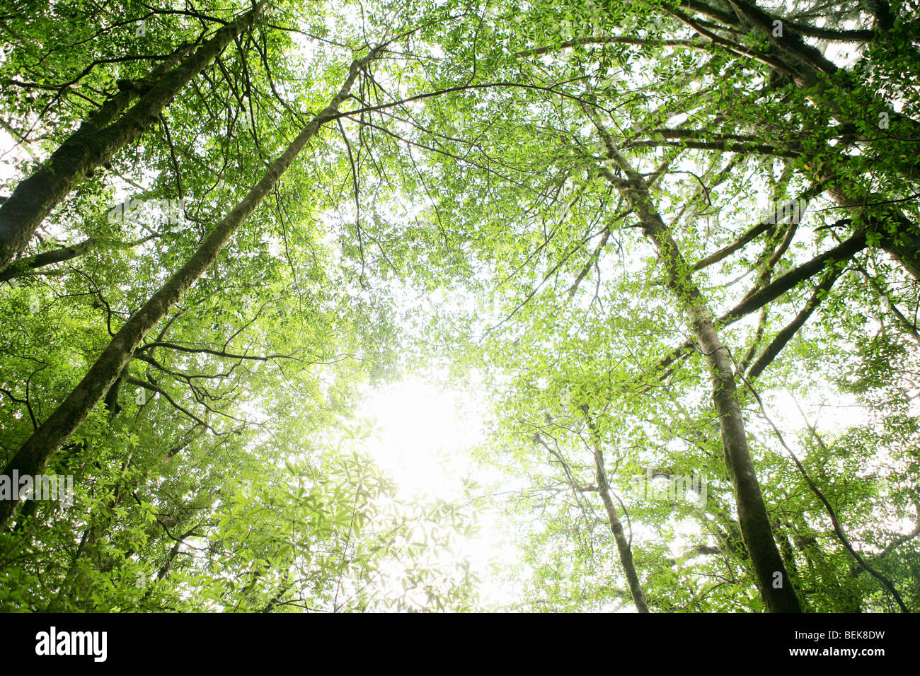 Yakushima islands forest hi-res stock photography and images - Alamy