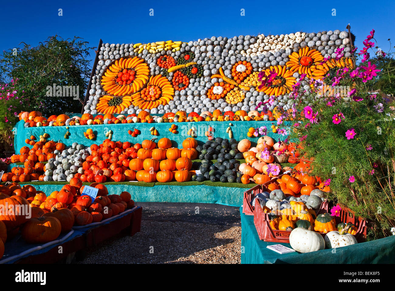 A colourful farm garden display of pumpkins at Slindon, West Sussex ...