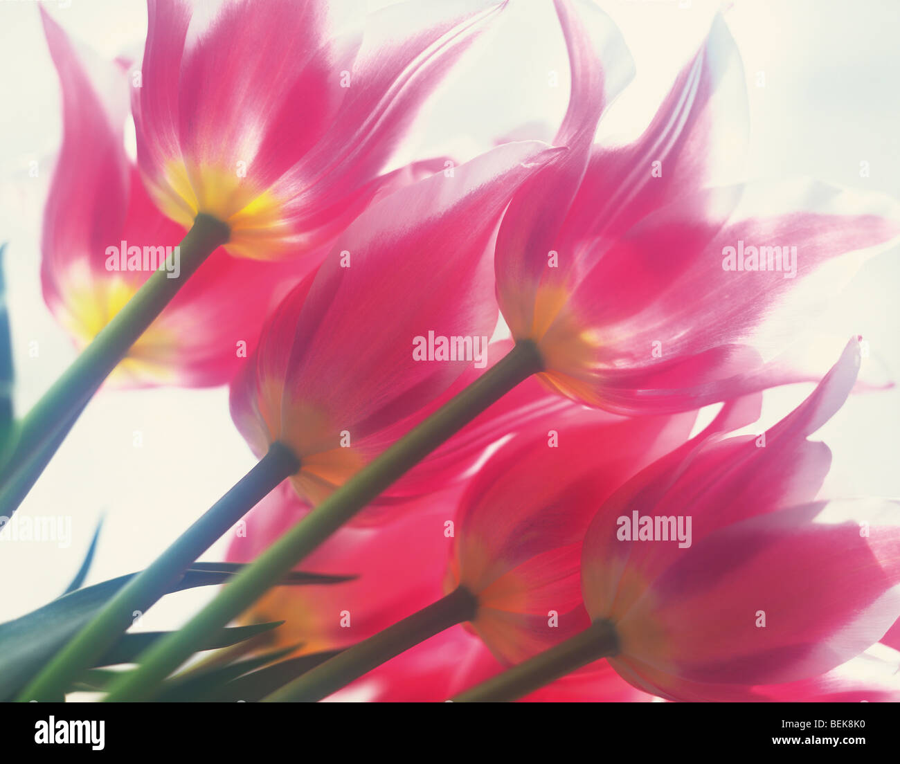 Backlit flowers close up hi-res stock photography and images - Alamy