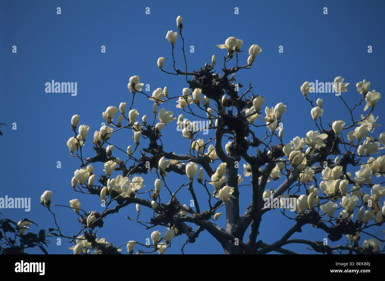 Ome in nature hi-res stock photography and images - Alamy