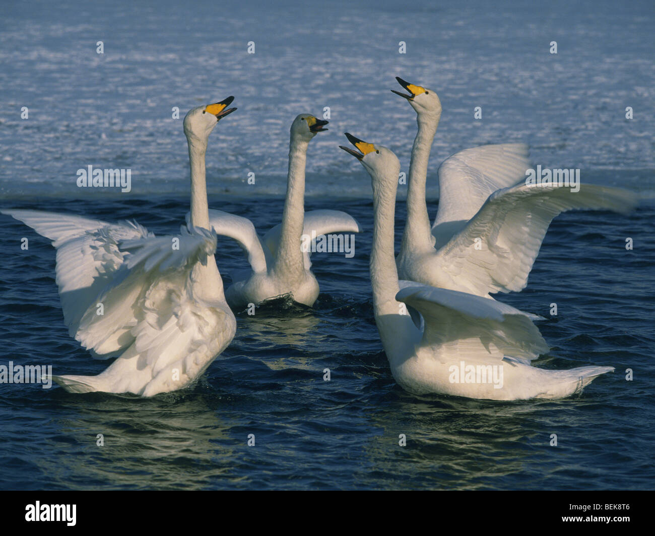 Courtship dance people hi-res stock photography and images - Alamy