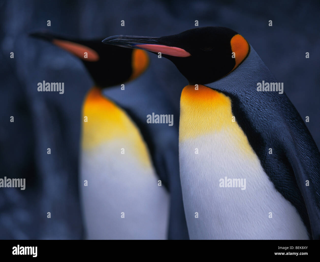 Emperor penguins standing side by side Stock Photo - Alamy