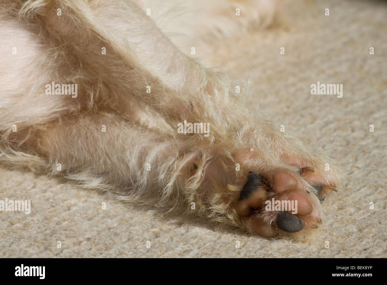 low level, close up view of legs of Jack Russell laying on the carpet ...